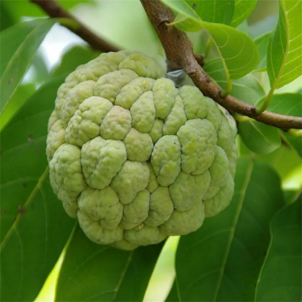 20 seeds custard seeds / fruit tree - Temu