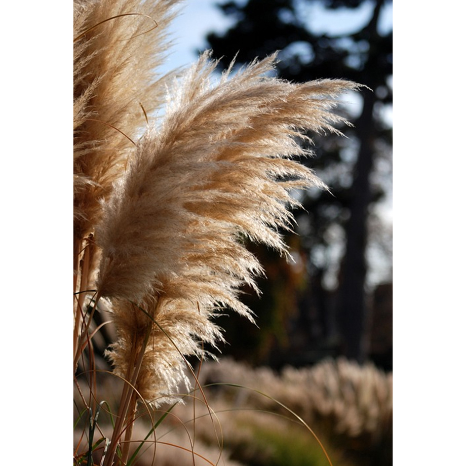 Pampas Grass (cortaderia ) Seeds Gorgeous - Temu
