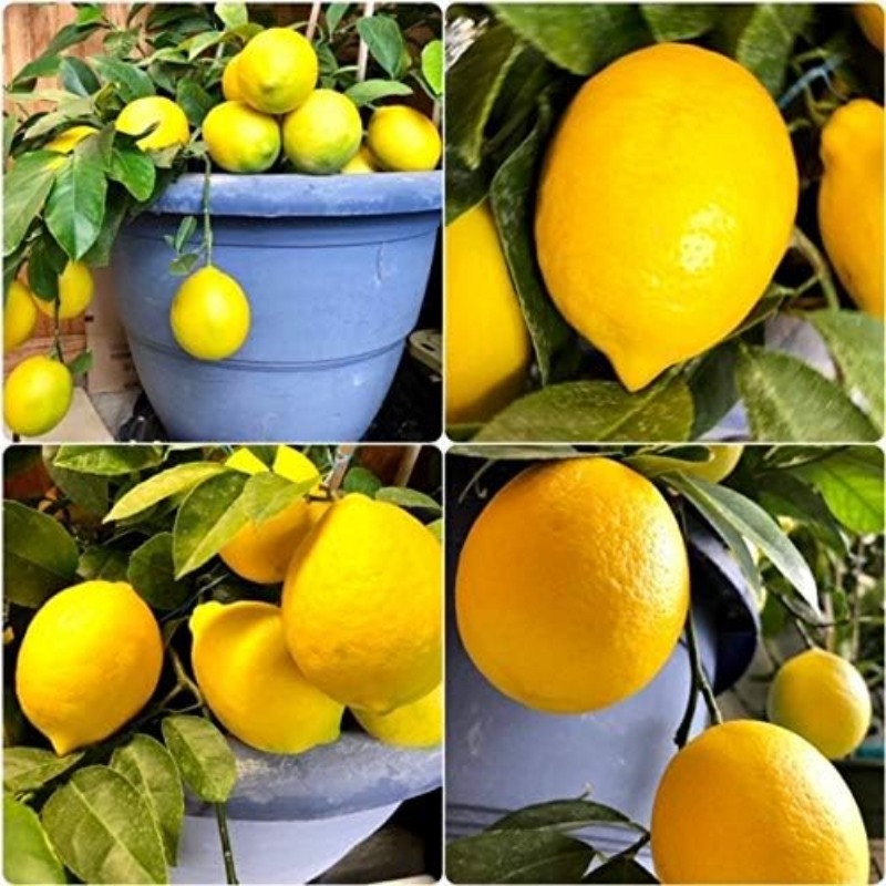 Rare Lemon Seeds Planting Bonsai - Temu