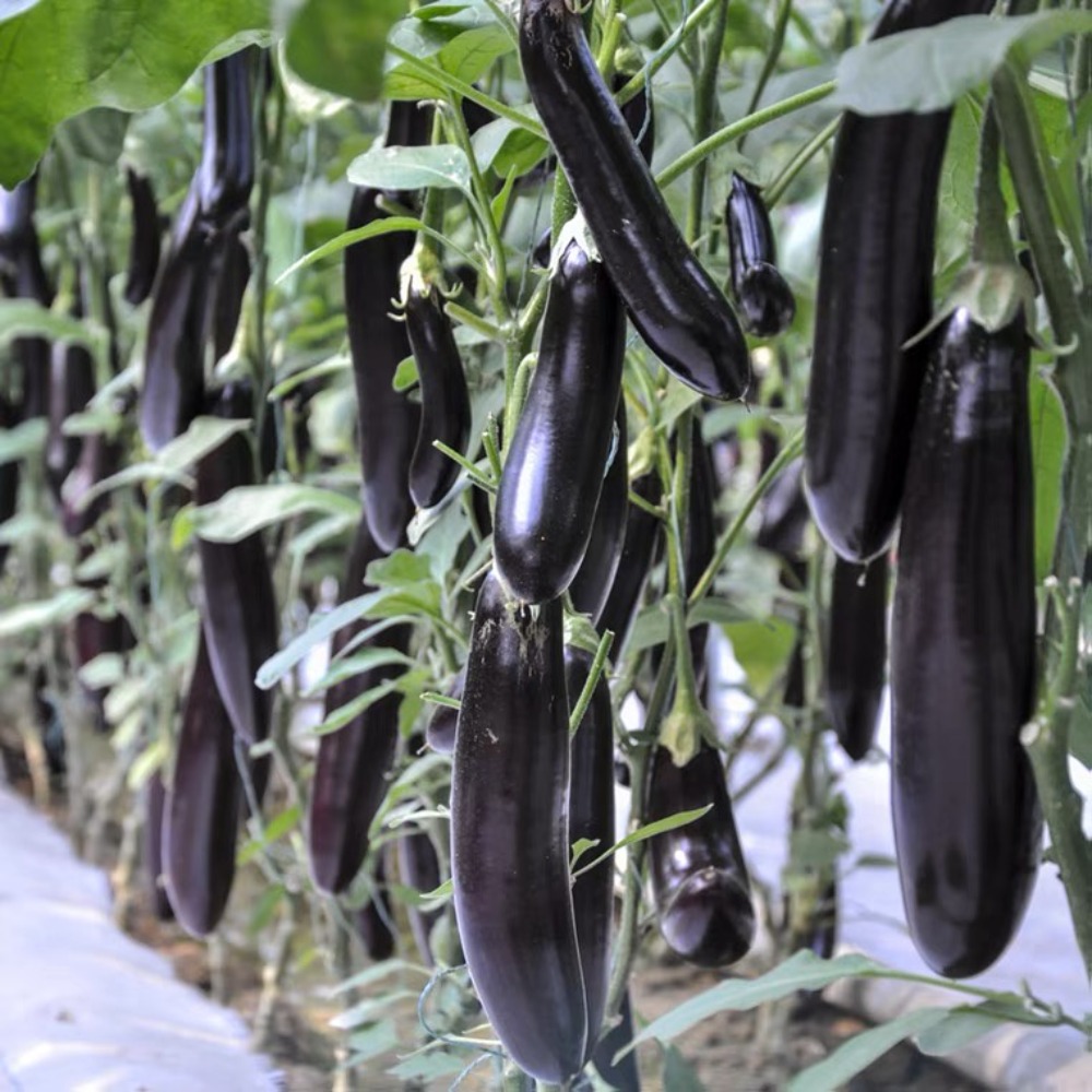 Long Talong Purple Big - Temu