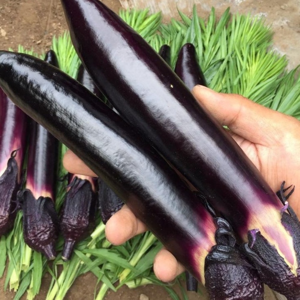 Long Talong Purple Big - Temu