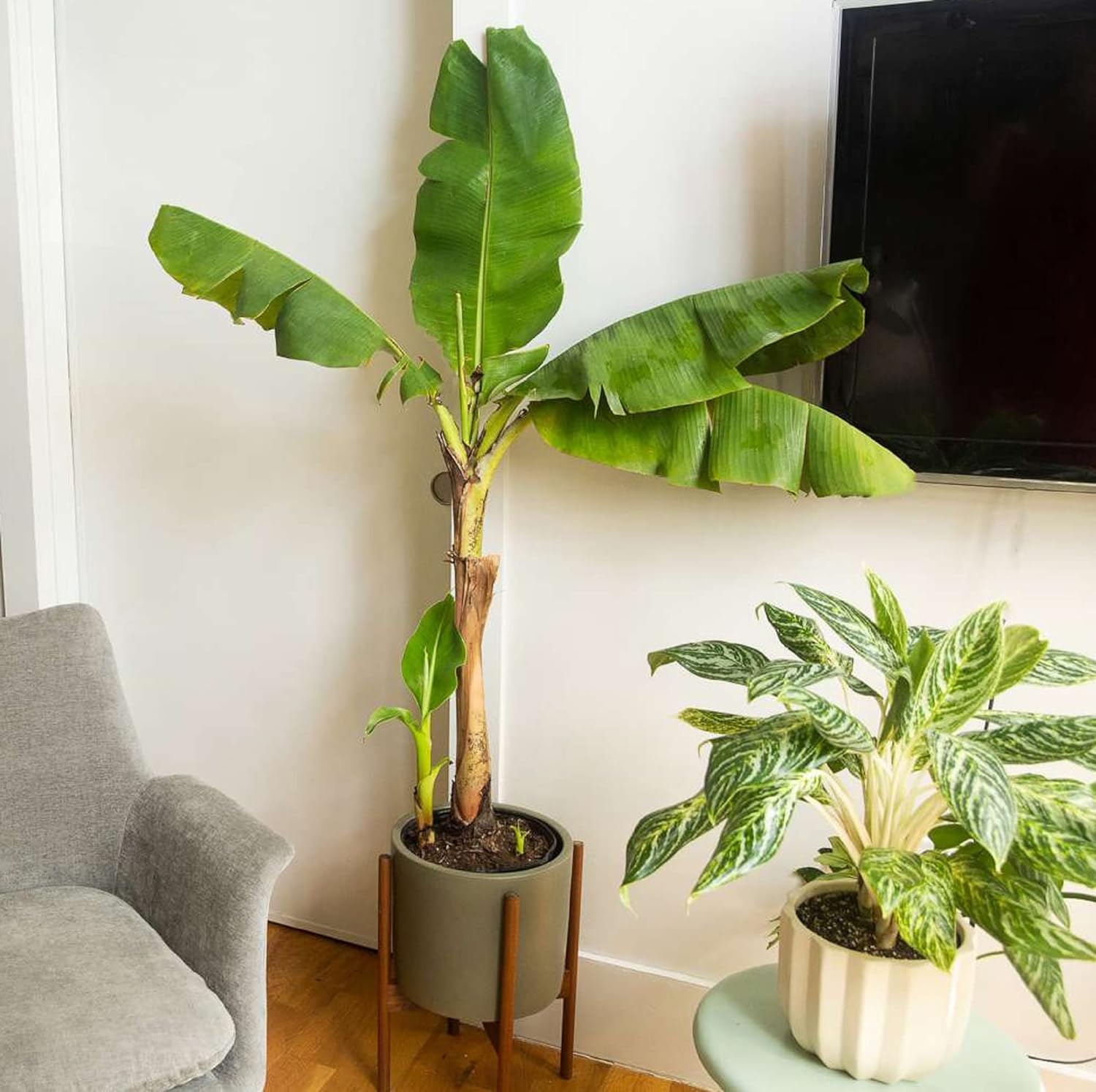 100pcsdwarf Fruit Seeds Planting - Temu