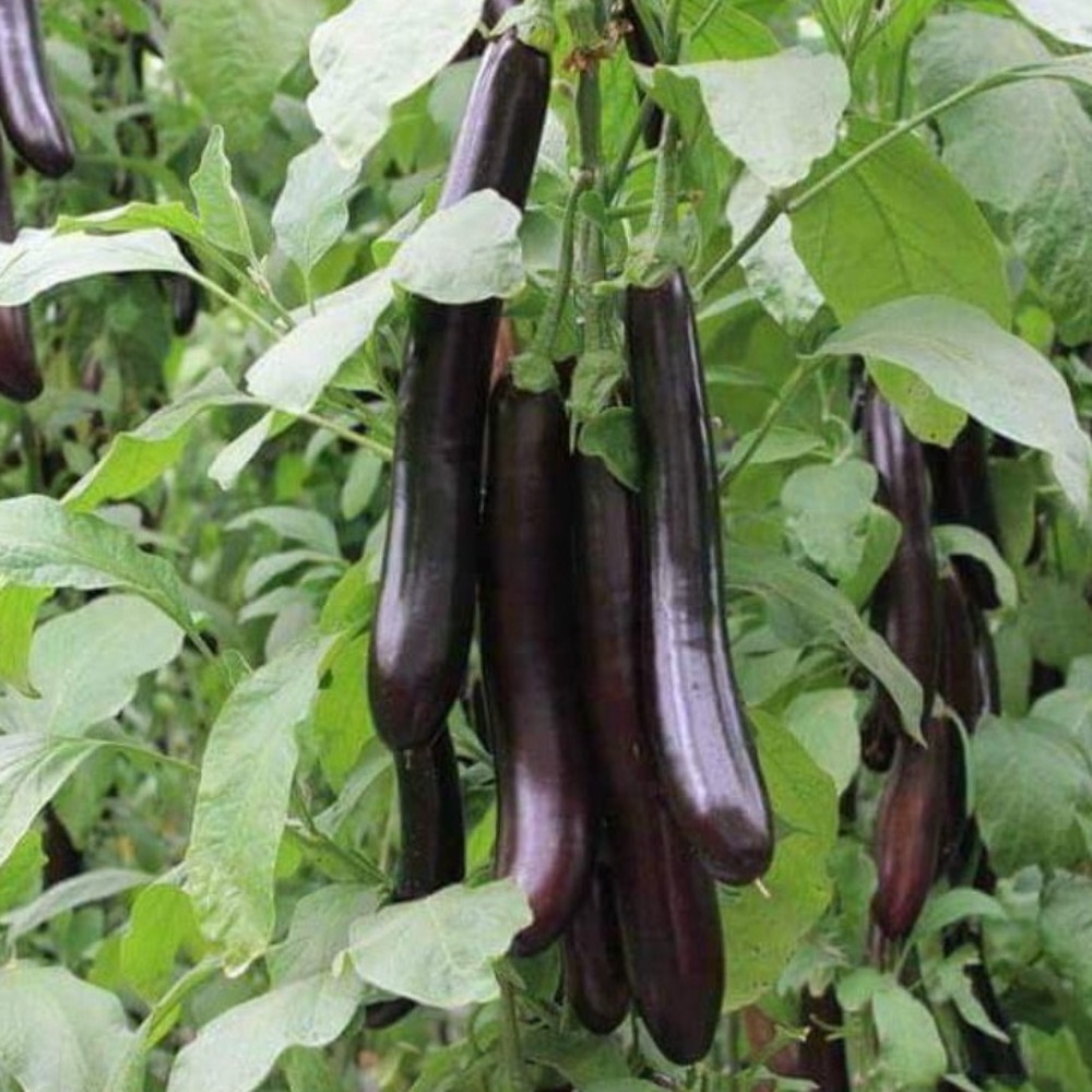 Long Talong Purple Big - Temu