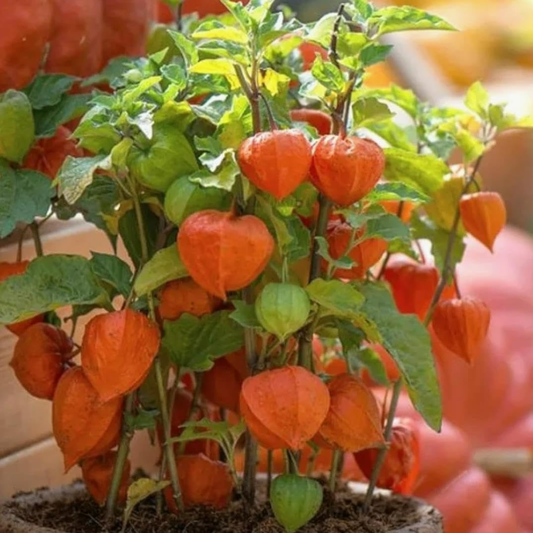 ground cherry family ground cherry - Temu