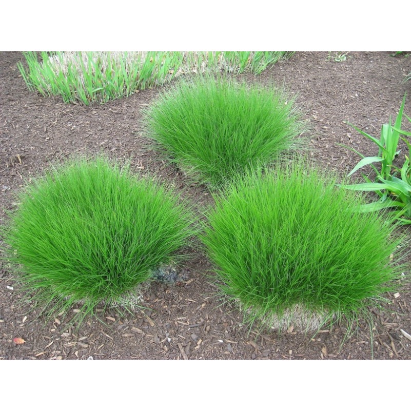 200 Prairie Dropseed Ornamental Native Grass - Temu