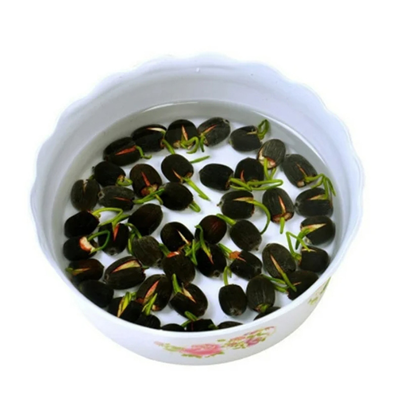 Lotus Seed Water Lily Home Gardening Plant Multicolor Mixed Mini Lotus ...