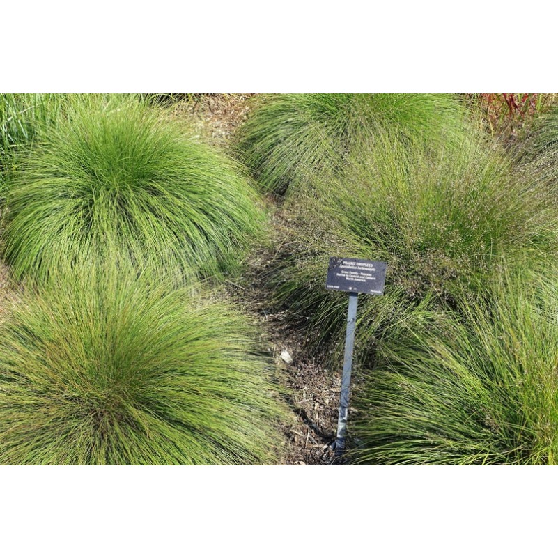 200 Prairie Dropseed Ornamental Native Grass - Temu