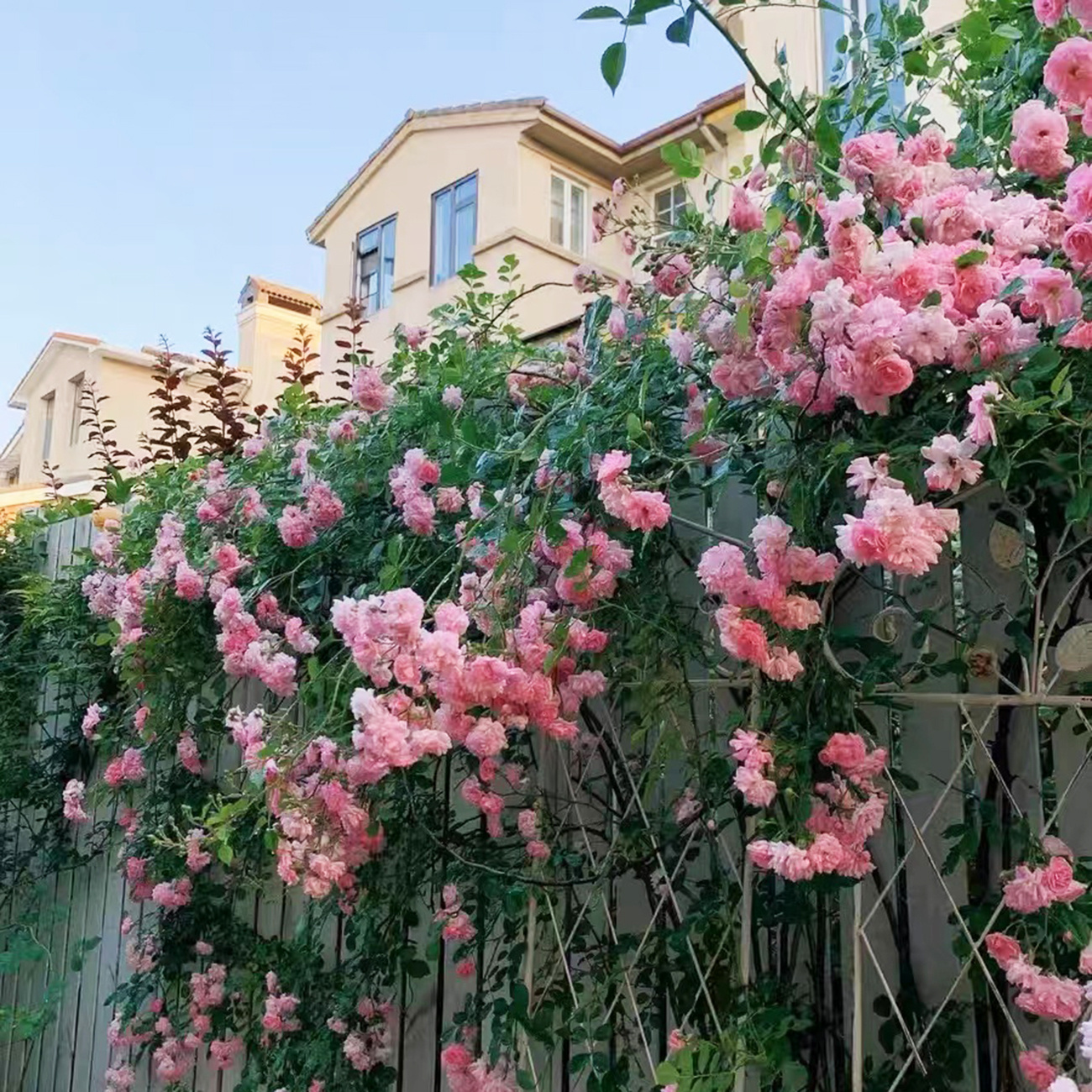 500 Climbing Rose Vine Seeds Amazing Growth Beautiful - Temu