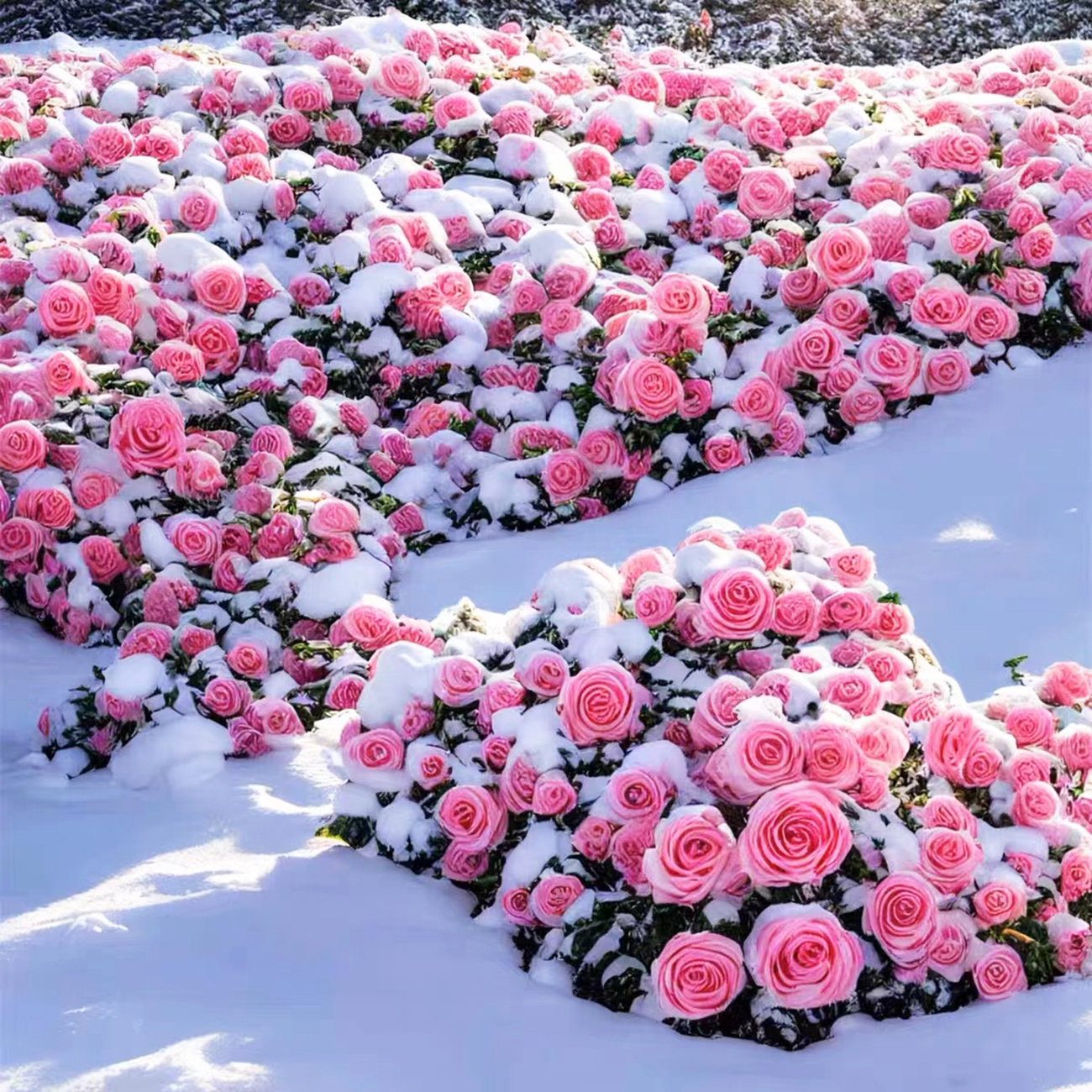 500 Climbing Rose Vine Seeds Amazing Growth Beautiful - Temu