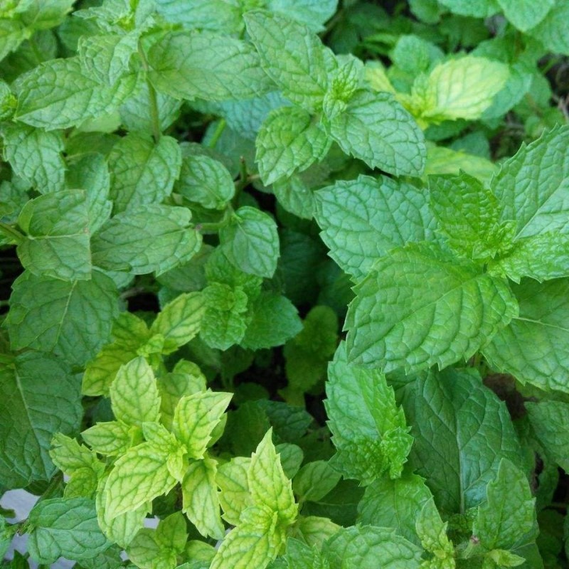 popular high germination rate mint seeds planting peppermint - Temu