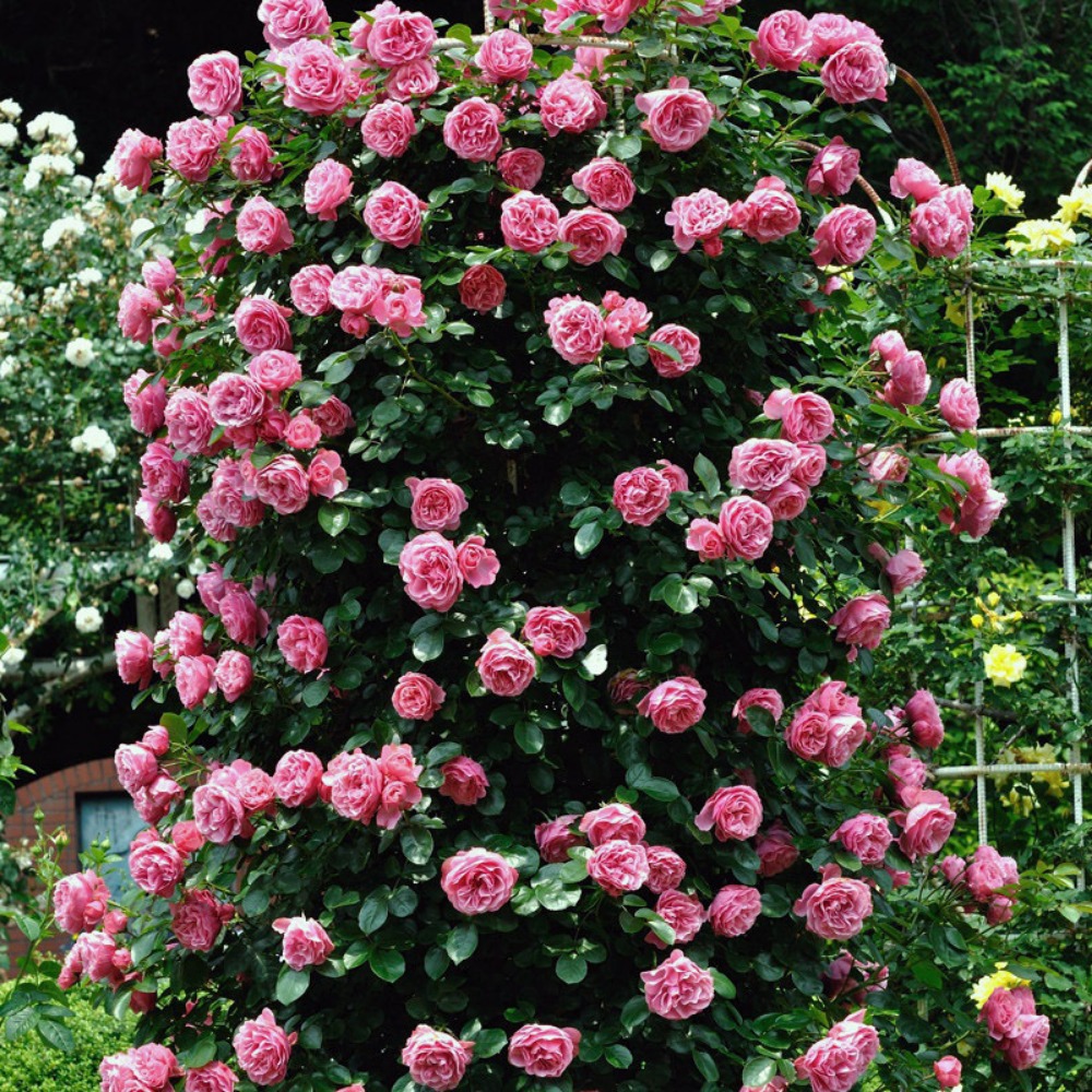 pink climbing rose vine great growth beautiful roses - {region_name}
