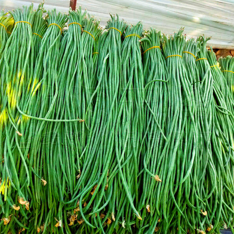 Long Bean Varieties Bean Varieties High - Temu