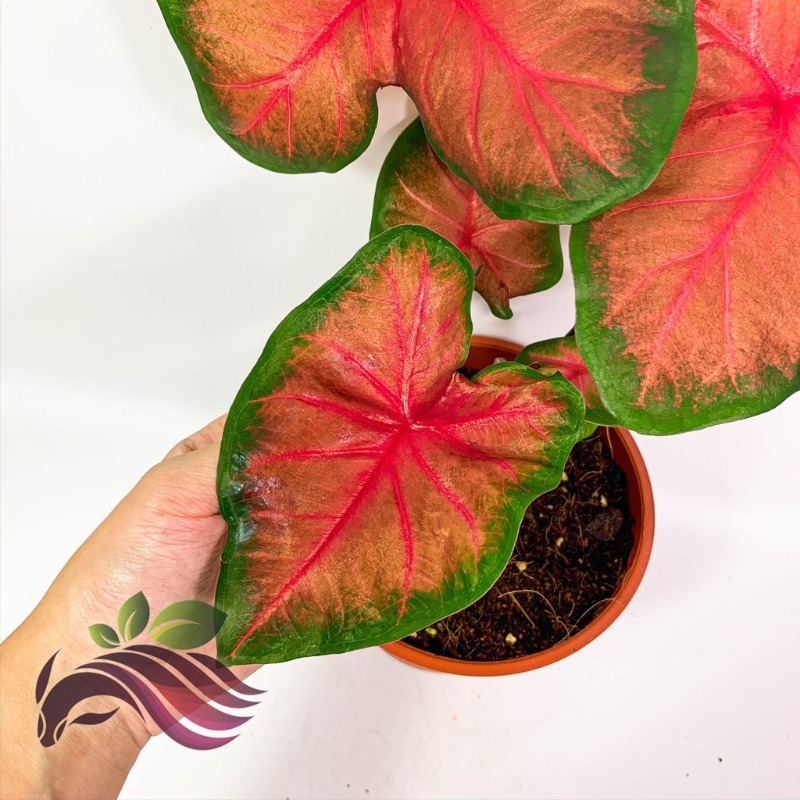 50 rare thai two color fern bonsai plant w017 - Temu