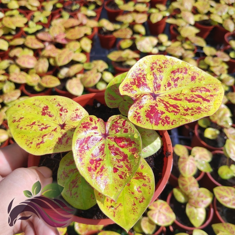 50 Rare Plant Thai Fern Potted Mixed Seeds W017 - Temu