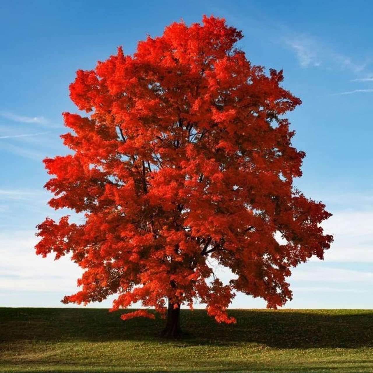 Red Seeds Suitable Outdoor Planting Traditional Maple - Temu