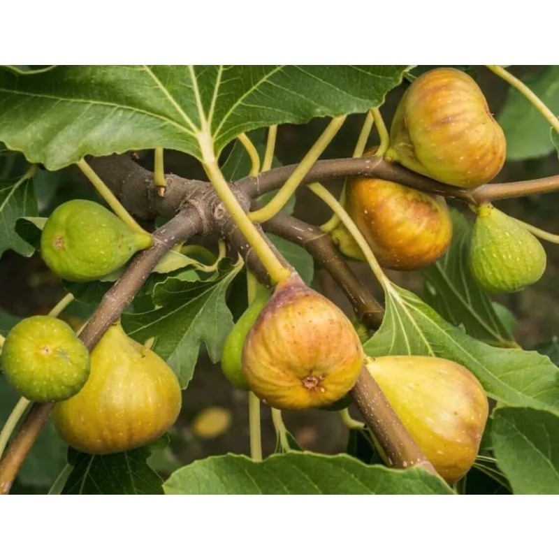 Rare Golden Dwarf Tree Seeds Suitable Planting Fig - Temu