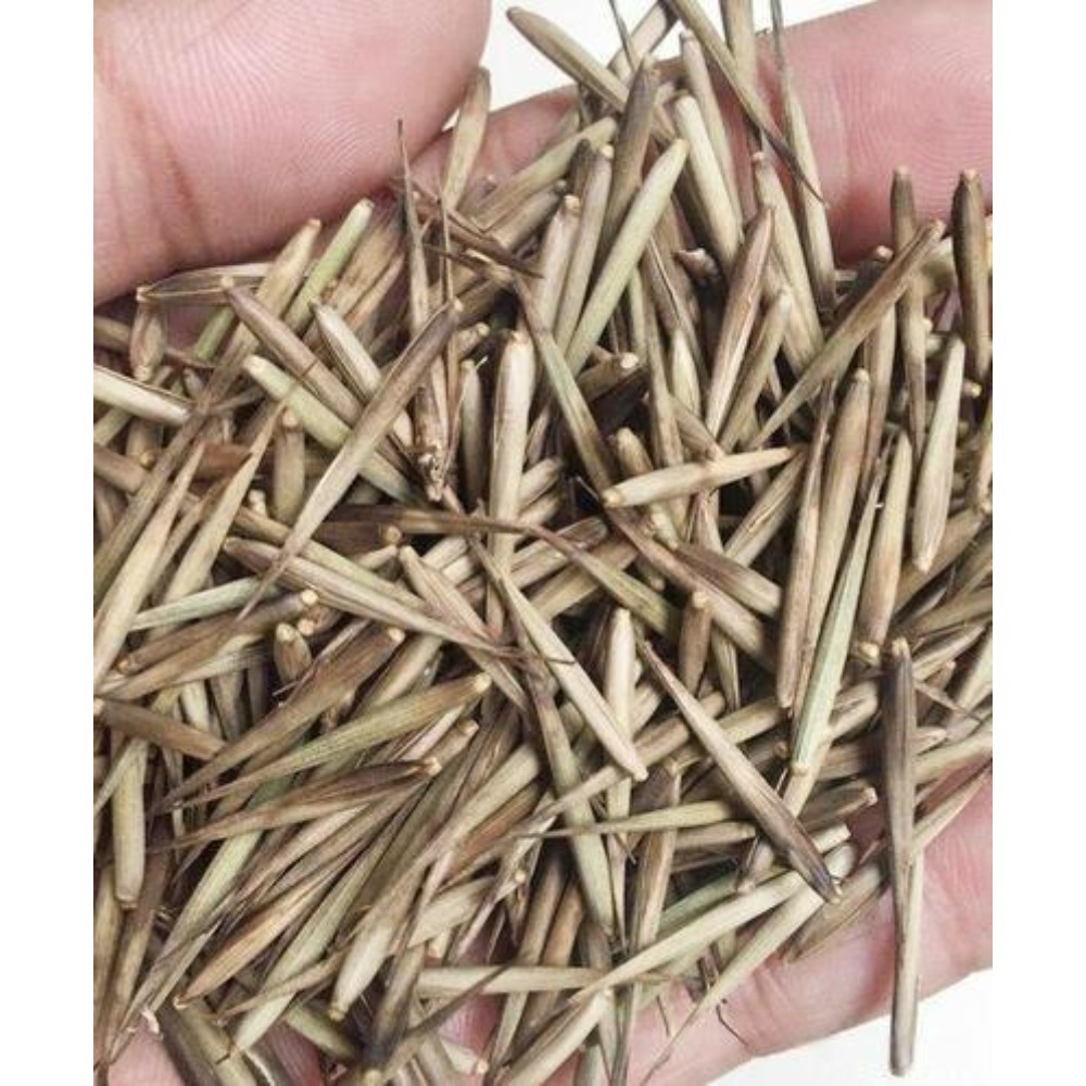 Popular Outdoor Seeds Suitable 200 Seeds. Planting Bamboo - Temu
