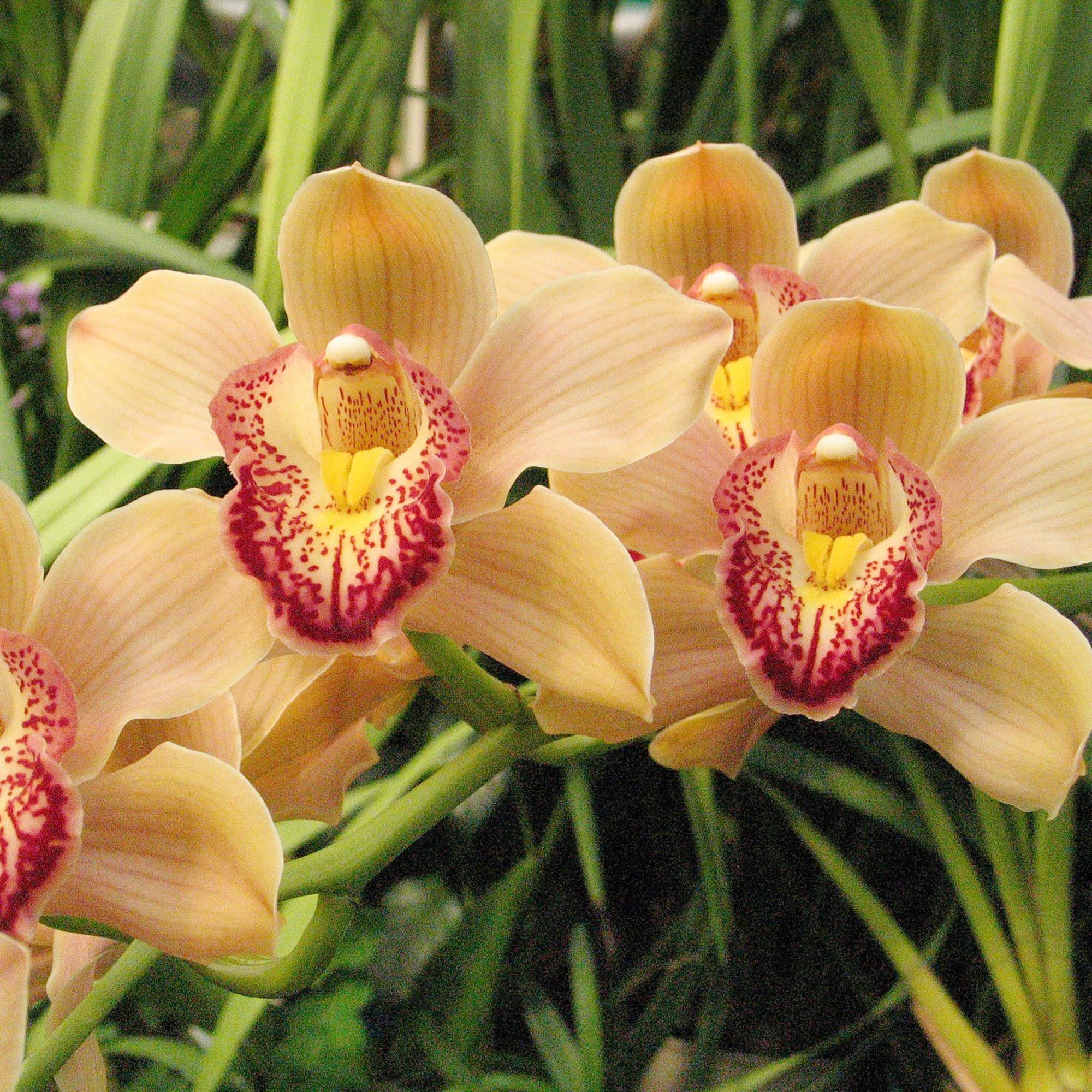 High Germination Rate 200 Orchid Plant Seeds - Temu