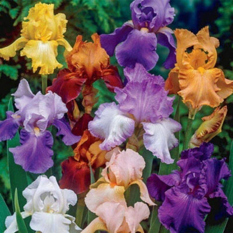 mixed color iris seeds a strong floral aroma much cheaper - Temu