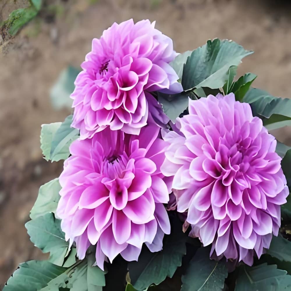 Rare Mixed Seeds A Long Flowering Period Large Diameter - Temu