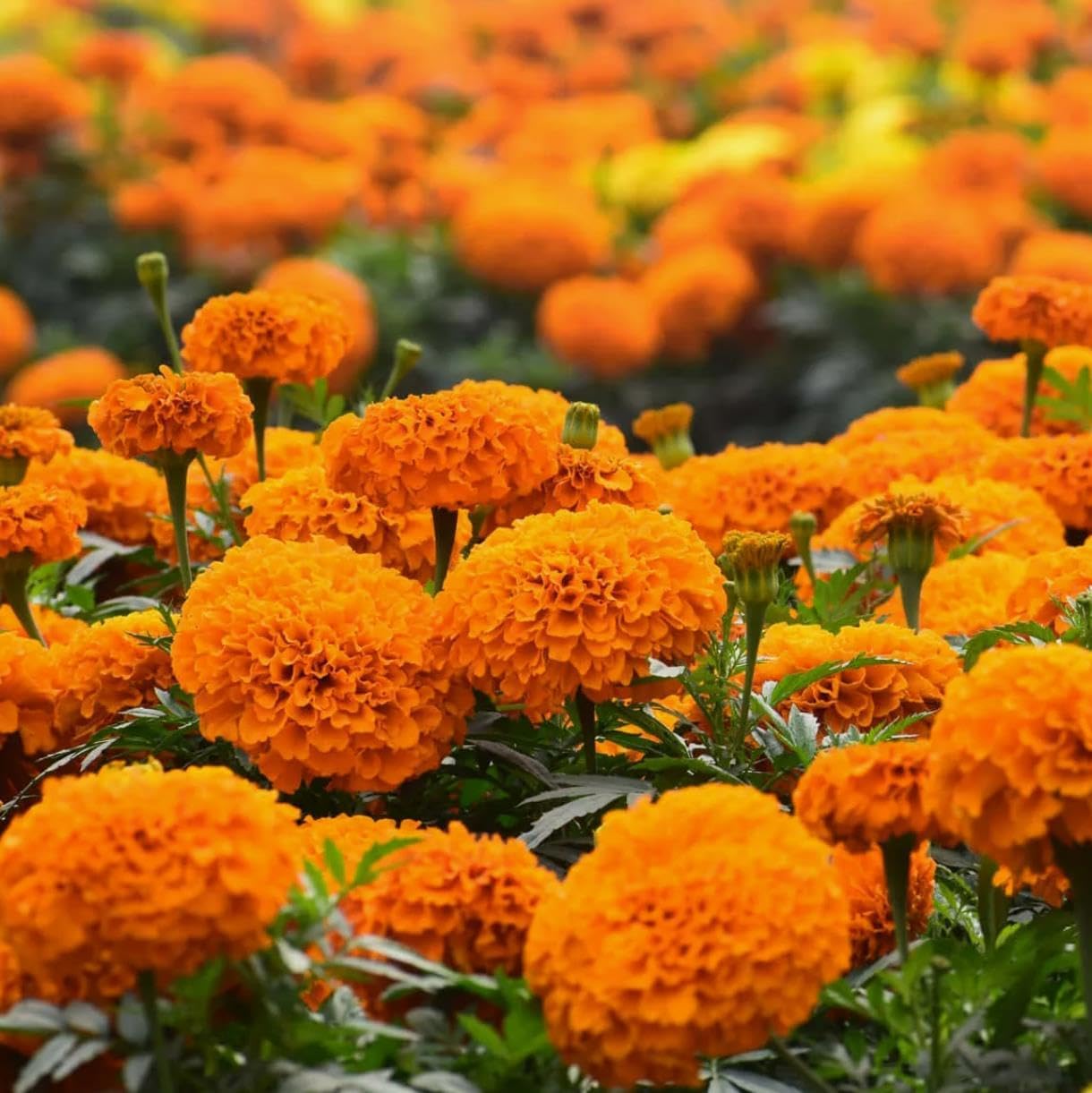 1500 Patula Garden Flower Seed Mix Pack Suitable - Temu