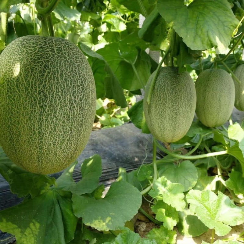 Seeds Green Flesh A Mesh Texture Resembling - Temu