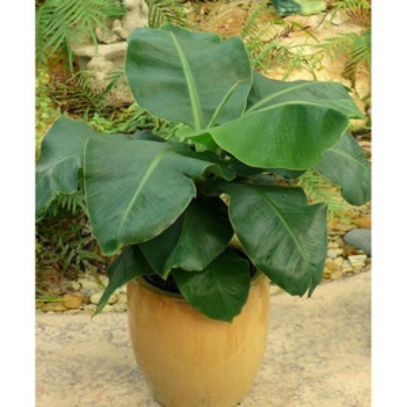 Small Tree Seeds Grow Edible Banana Acuminata - Temu