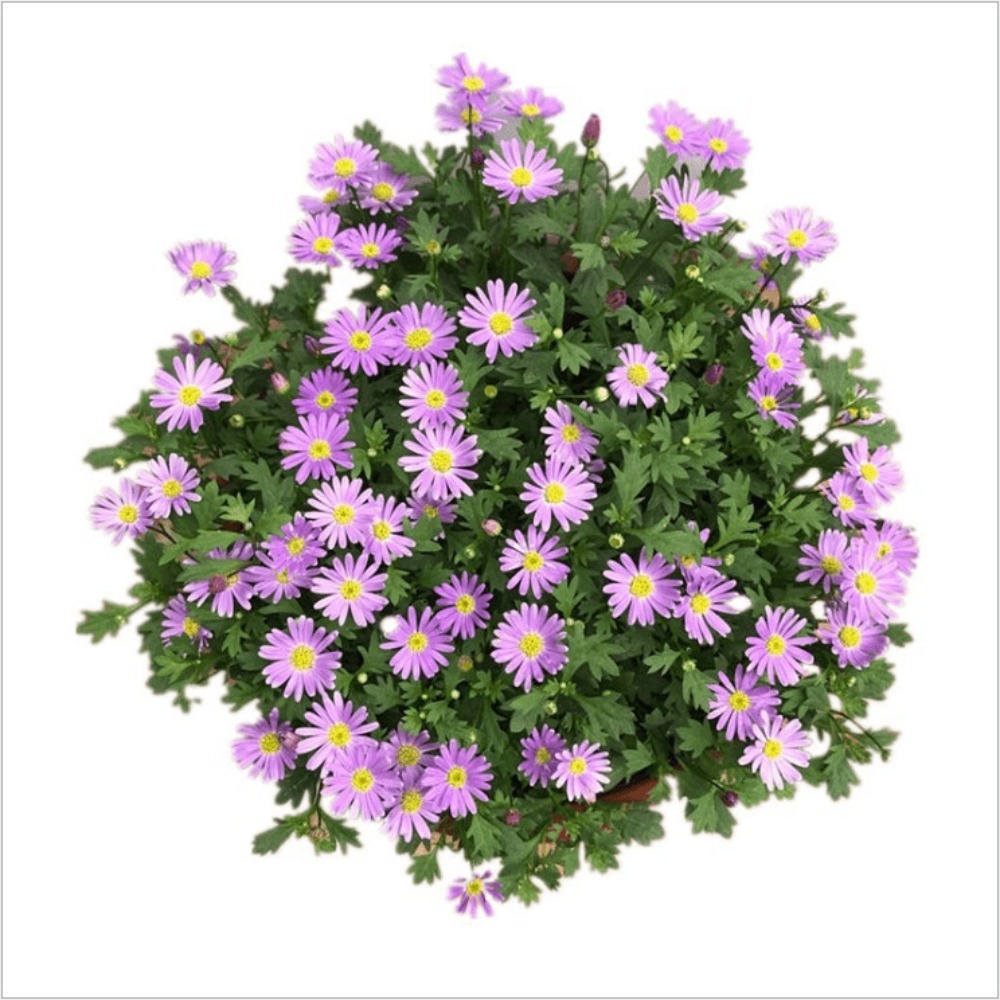 200 Embroidery Seeds Garden Planting - Temu