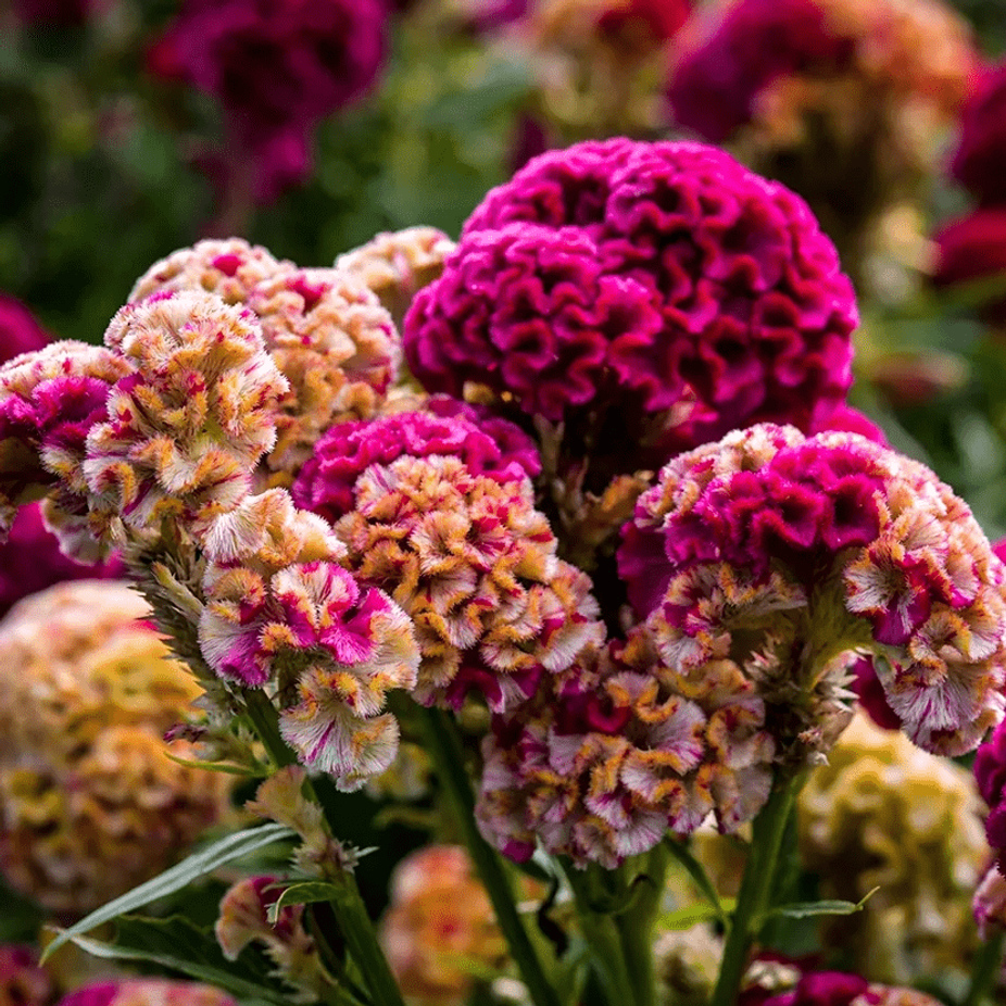 High Quality Traditional Celery Garden Seeds rare Varieties - Temu