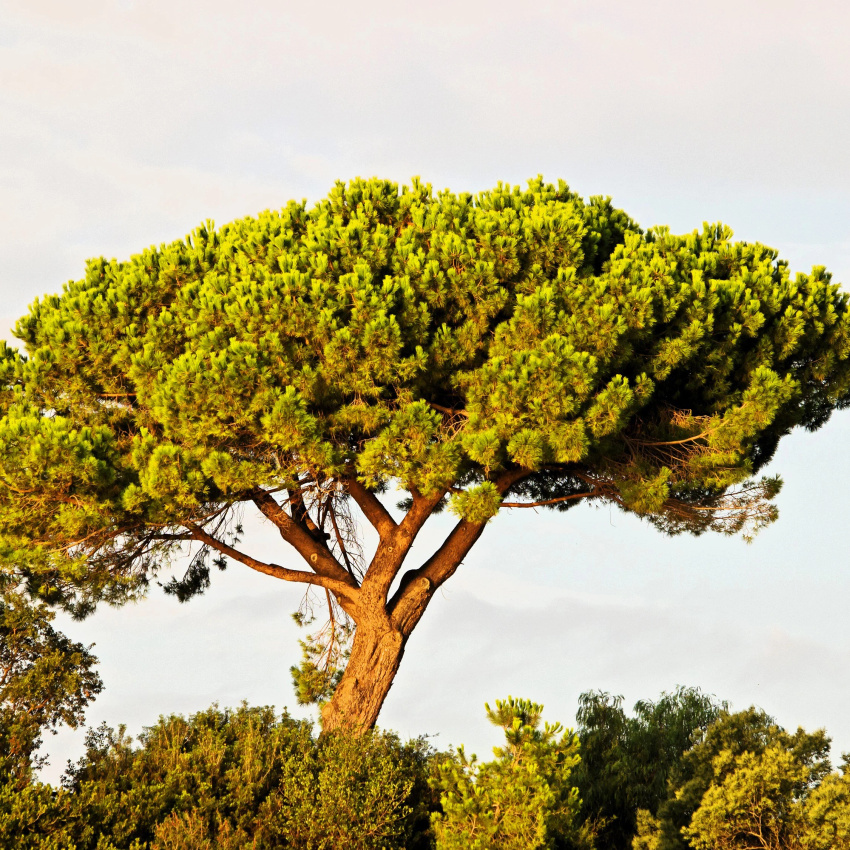 italian tree +seeds planted traditional horticultural - Temu