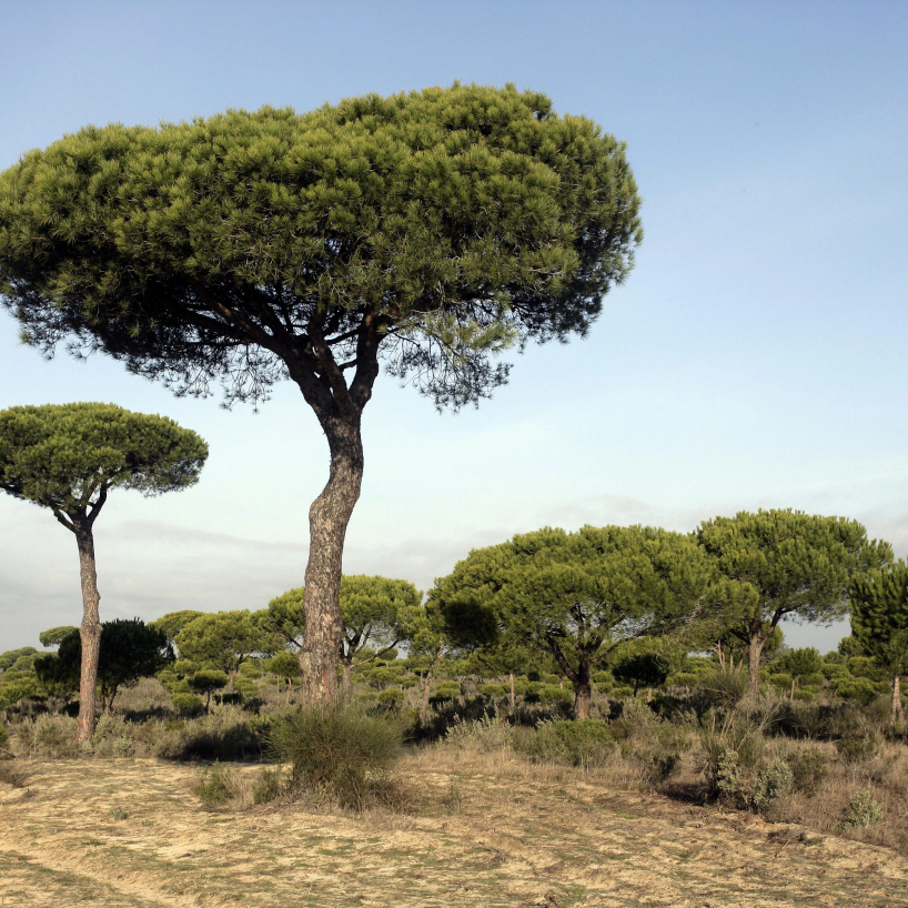 italian tree +seeds planted traditional horticultural - Temu