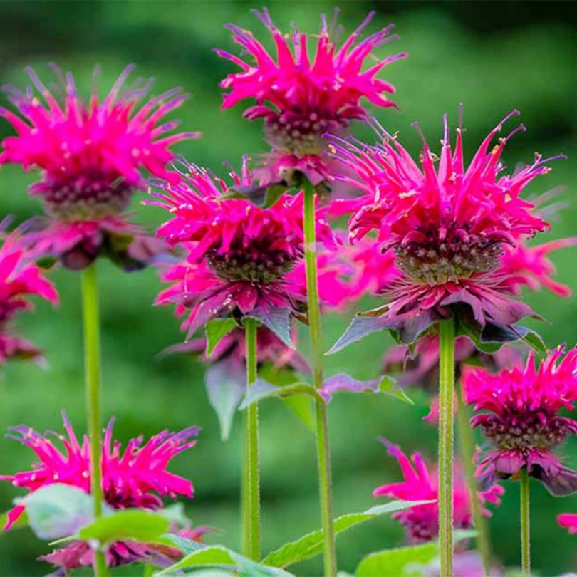 honey mint seed lemon hummingbird mint - Temu