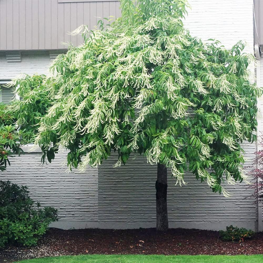 희귀 한 나무 씨앗 곡물 백합 씨앗사워 우드 밤색 Oxydendrum 수목원 꽃 씨앗 다년생 달콤한 향기로운 꽃 나무