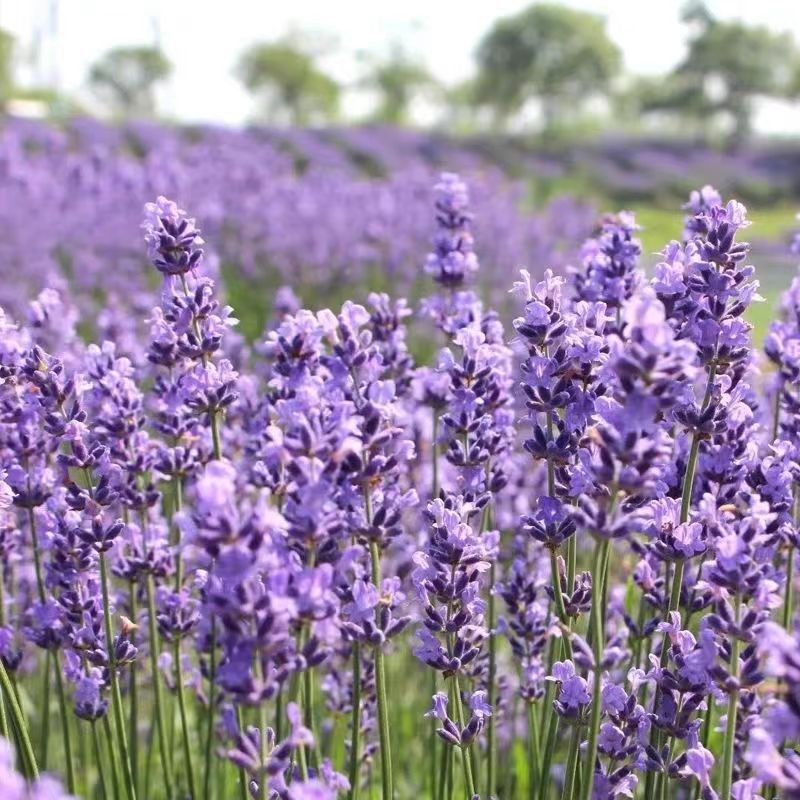 Lavender Flowering Seed Potted Plant Everblooming - Temu