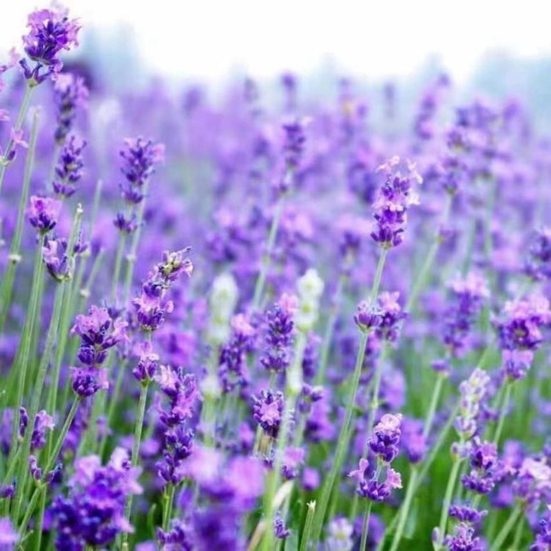 Lavender Flowering Seed Potted Plant Everblooming - Temu