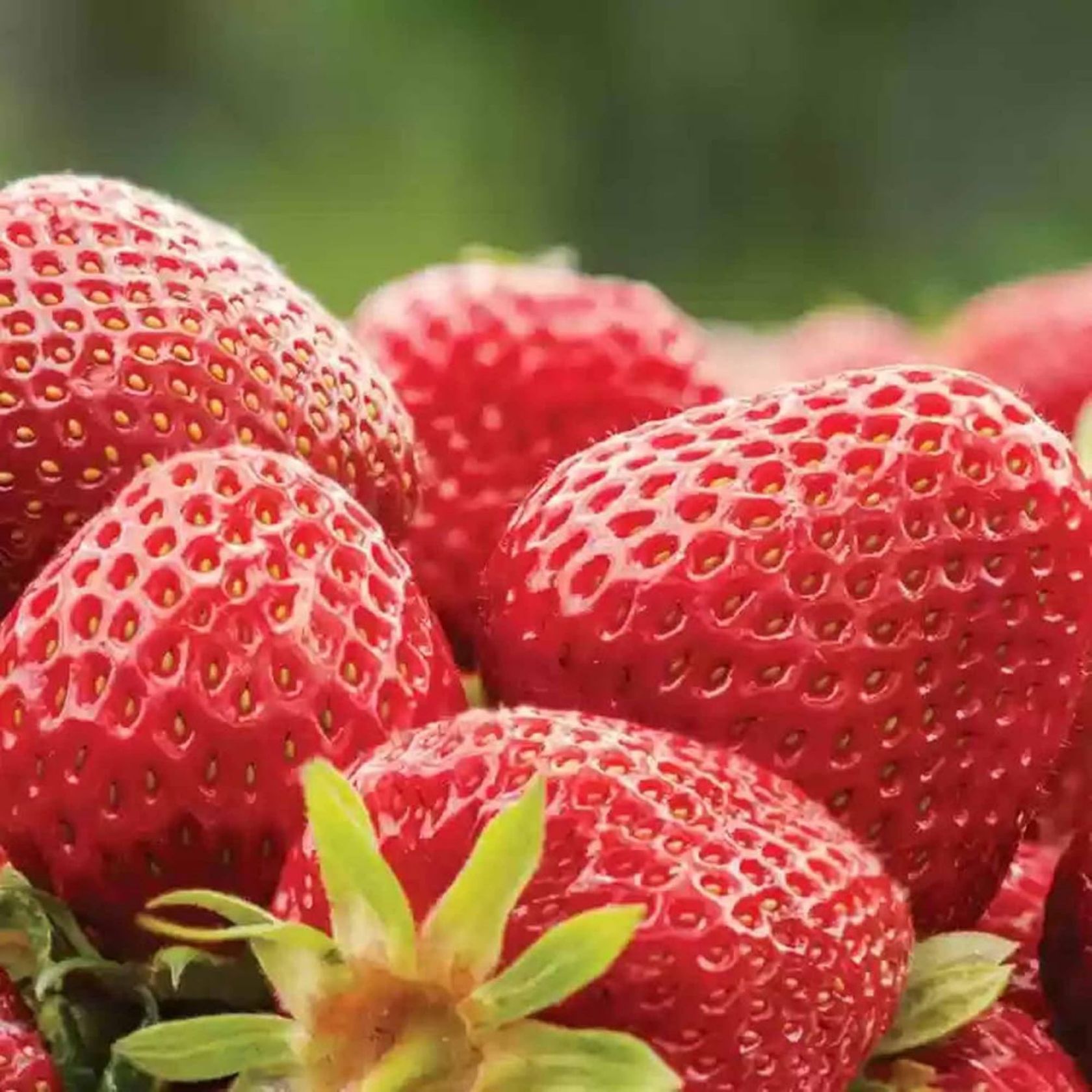 Rare Strawberry Seeds Heirloom Strawberry Seeds For Planting Indoor ...