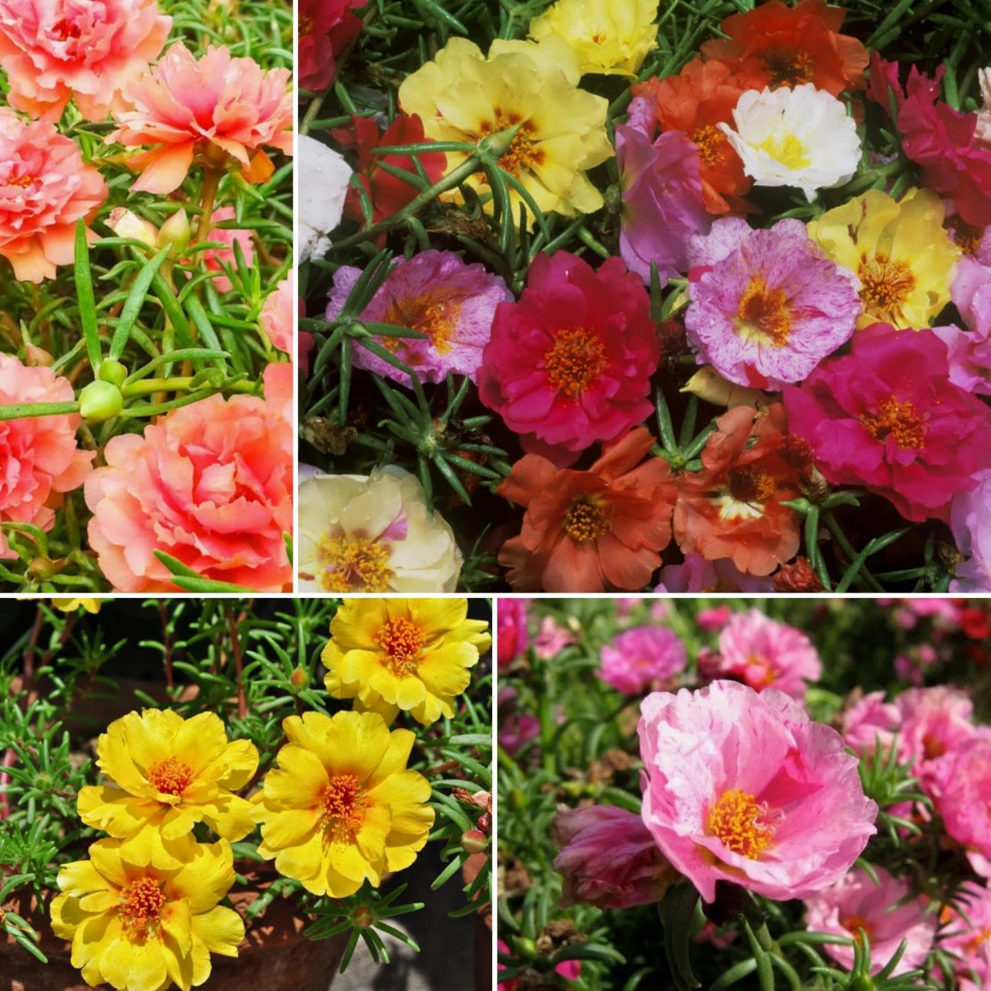15000 Seeds bulk Portulaca Seeds 15000 Seeds - Temu
