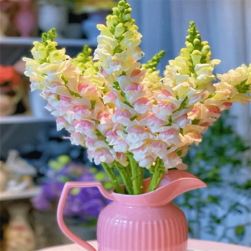 Snapdragon Dragon Flower Seed Planting Dragon Flowers Mouth Low Height ...