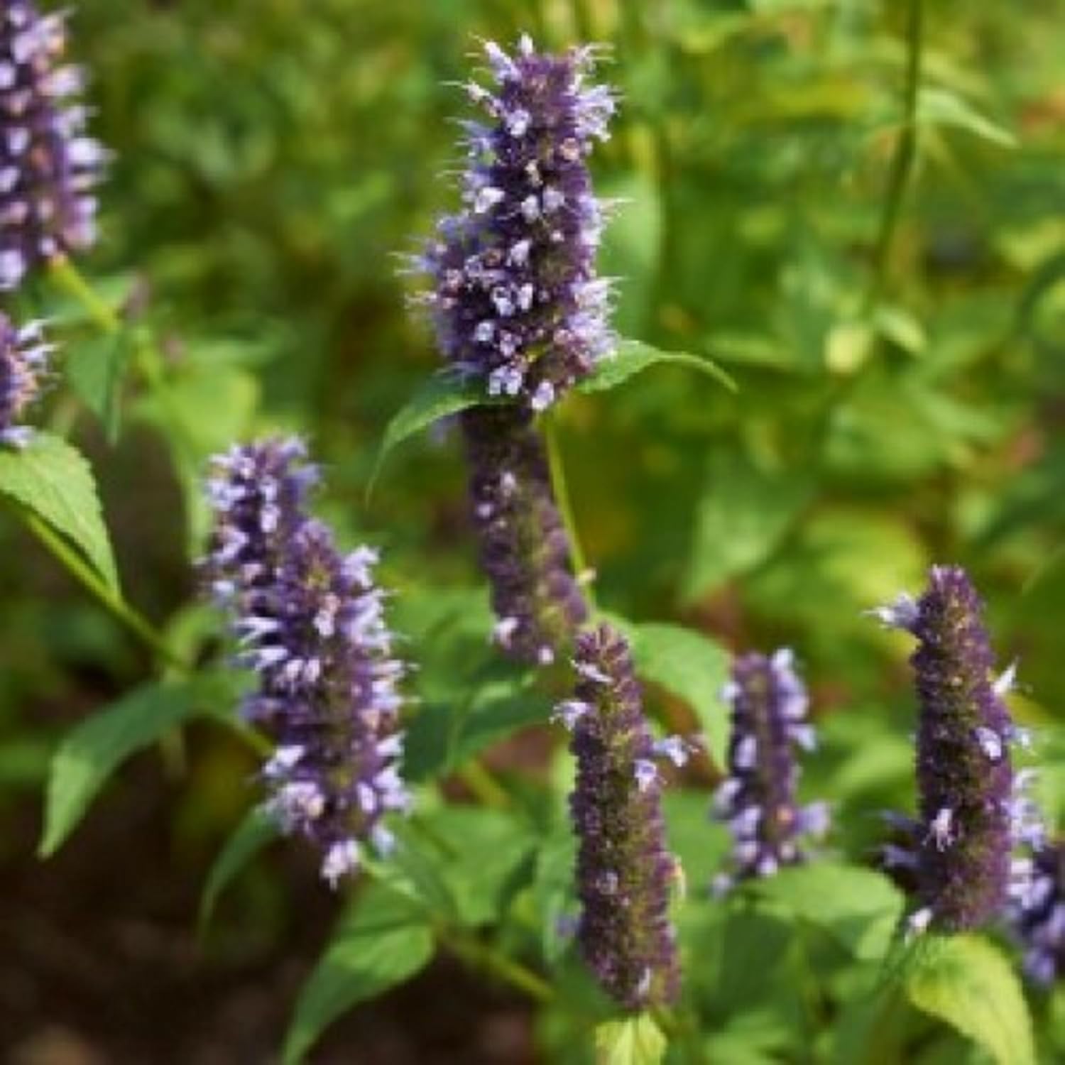 Garden Korean Mint Seed Seeds Agastache Herb Plant Edible Seasoning ...