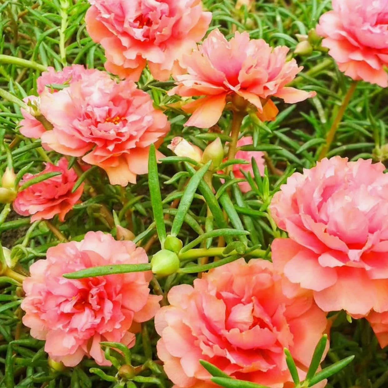 15000 Seeds bulk Portulaca Seeds 15000 Seeds - Temu