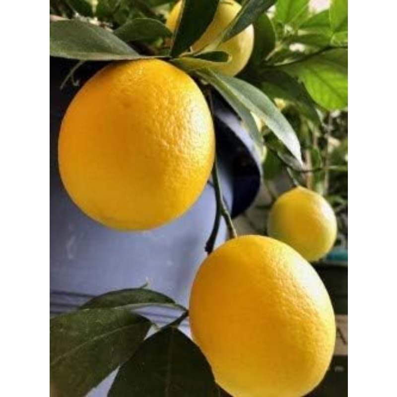 Rare Lemon Tree Seeds For Planting Outdoors - Patio, Lawn & Garden - Temu