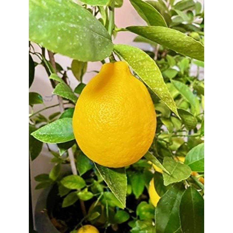 Rare Lemon Tree Seeds For Planting Outdoors - Patio, Lawn & Garden - Temu