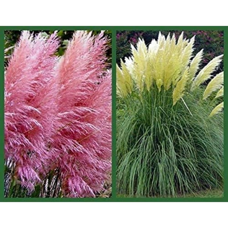 Giant White Pampas Grass Seeds 1 000 Seeds Made In Usa Ornamental ...