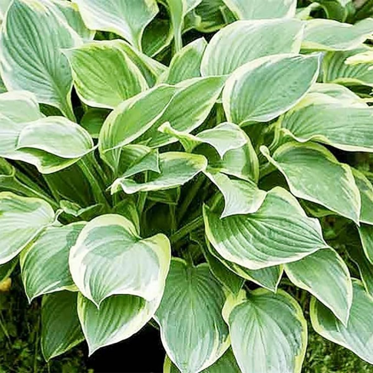 100pcs Hosta Seeds For Heart Shaped Leaves Ornamental Landscaping ...