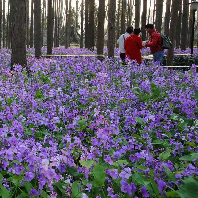 Orychophragmus Violaceus 꽃 씨앗 추위에 강하고 그늘에 강한가을 씨앗 꽃 원예 녹화 풍경 야외 잔디 안뜰 꽃