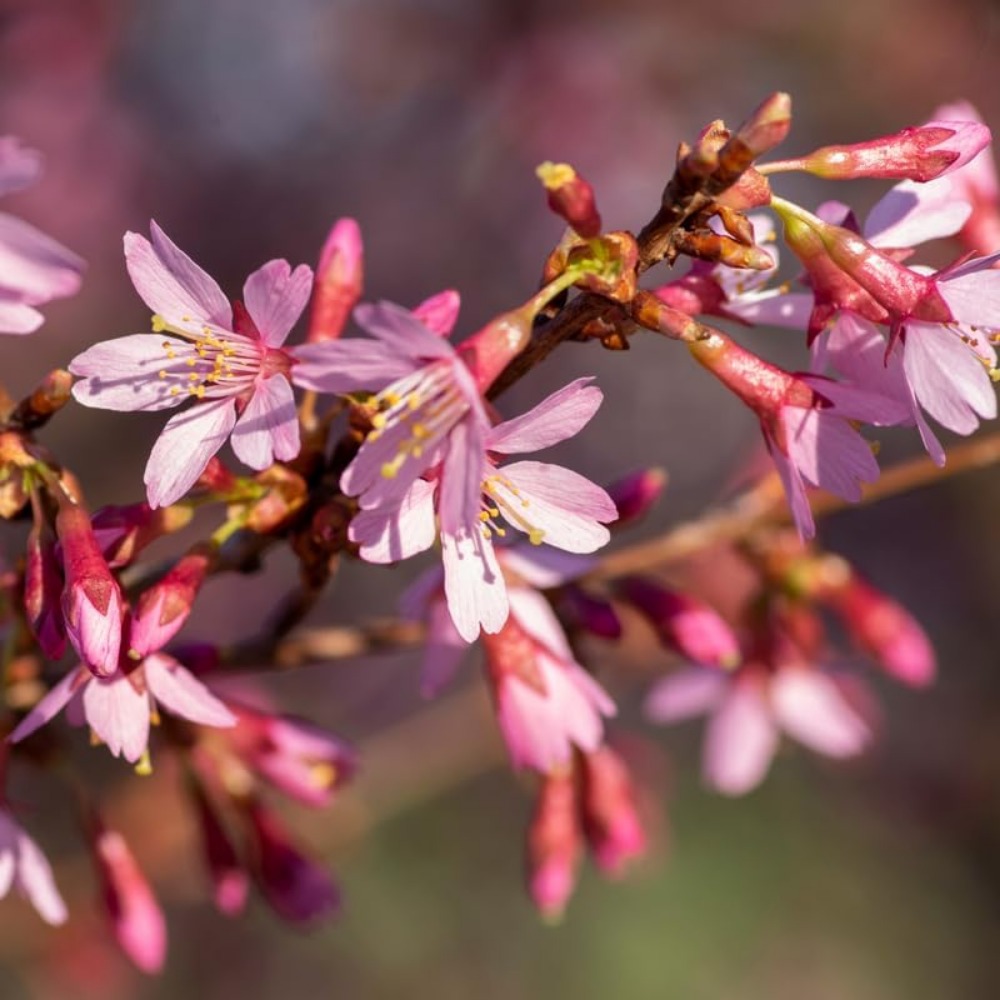 20 Japanese Cherry Trees Double Trees Cherry Trees, Cherry Trees ...