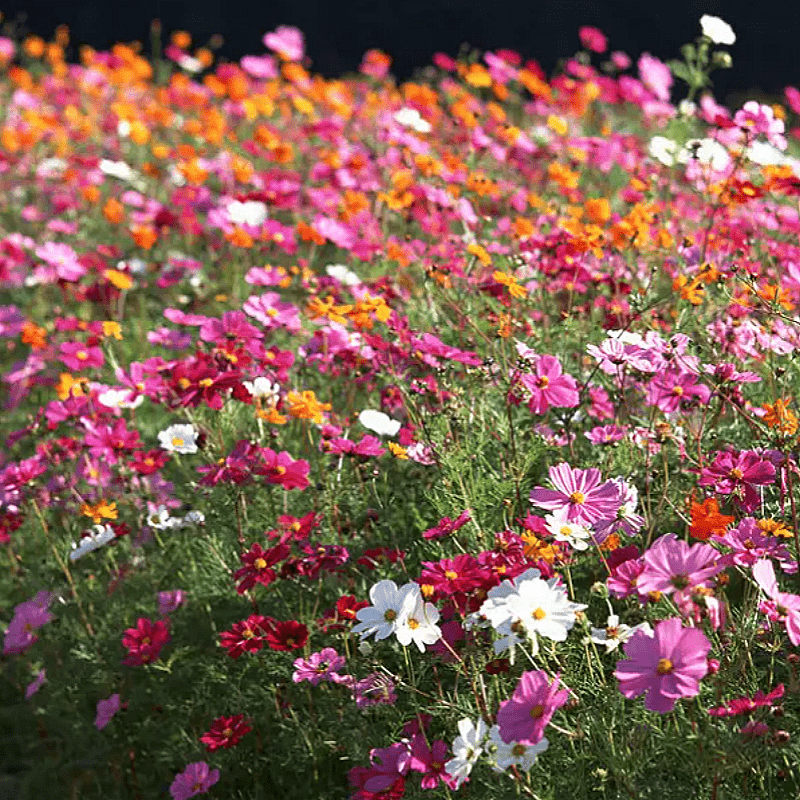 seed mix pack beautiful - Temu