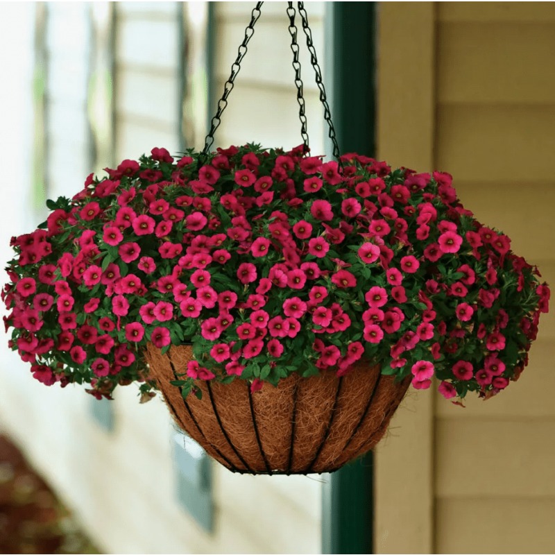 Plant Garden Potted Plants - Temu