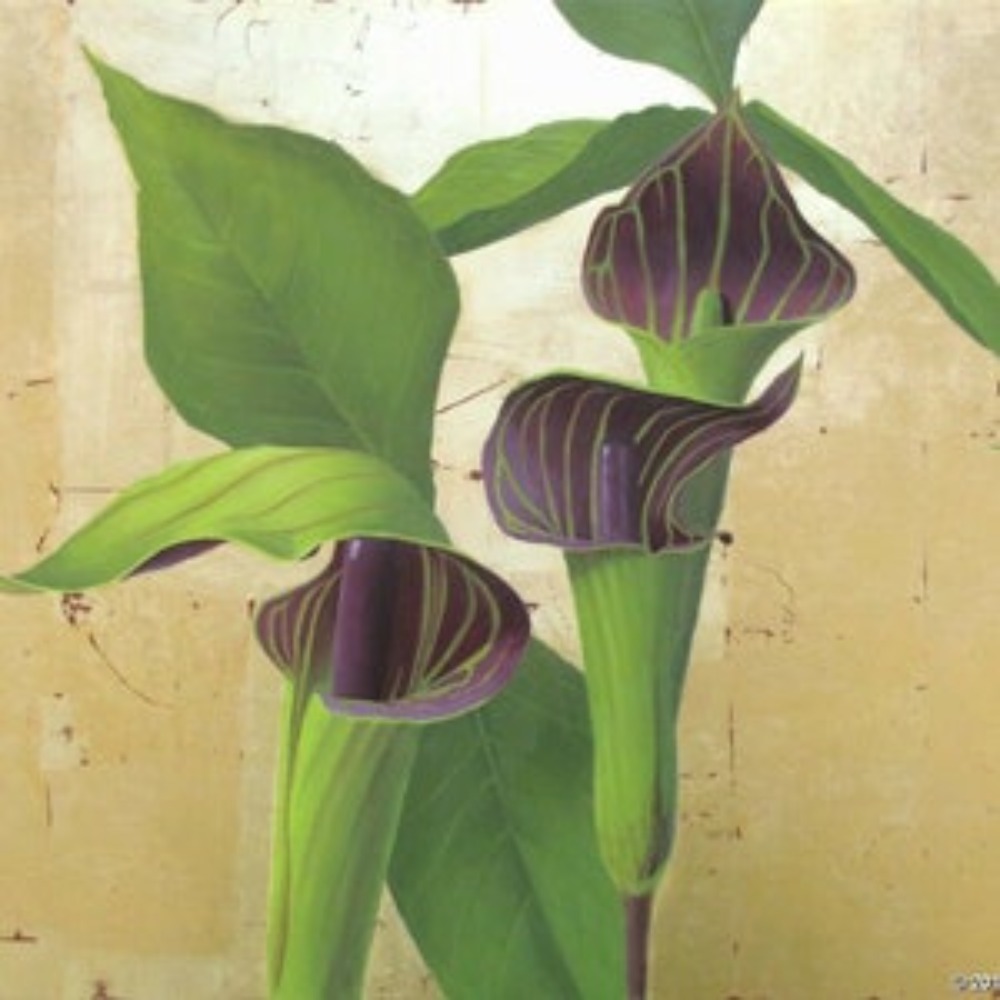 Shade Plant Seed - Temu