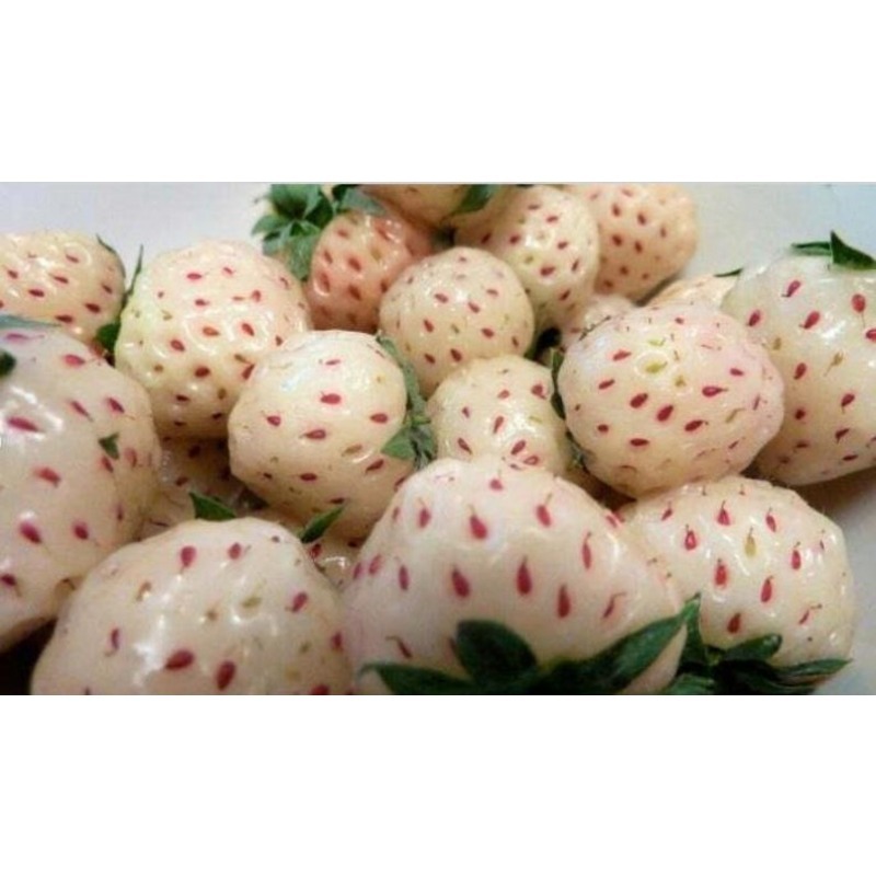 3000 Fresh Healthy Seeds A - Temu